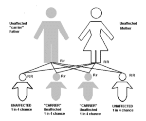 Recessive Conditions | Community Genetics Program